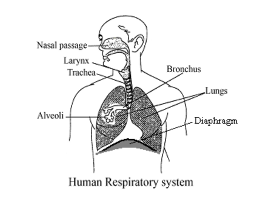 Complete Guide For Class 7th Science Chapter 6: Respiration in ...