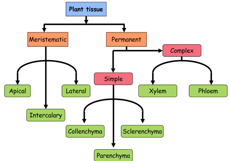 Tissues - Complete Guide For Class 9 Science Chapter 6 - iPrep