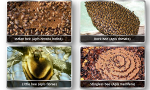 Improvement in Food Resources - Complete Guide For Class 9 Science ...
