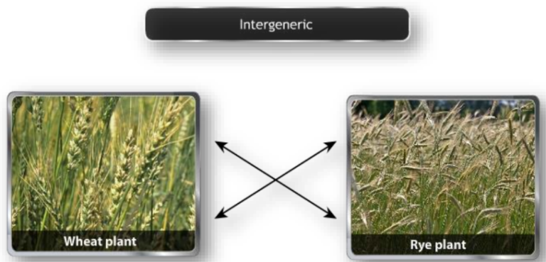 Improvement in Food Resources - Complete Guide For Class 9 Science ...