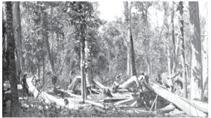 Forest Society and Colonialism- Complete Guide For Class 9 History ...