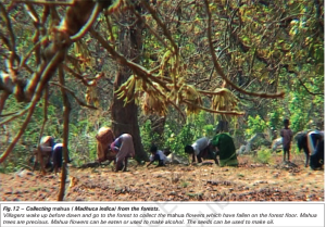 Forest Society and Colonialism- Complete Guide For Class 9 History ...