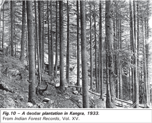 Forest Society and Colonialism- Complete Guide For Class 9 History ...