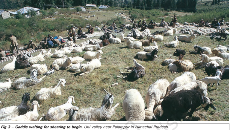Pastoralists in the Modern World- Complete Guide For Class 9th History ...