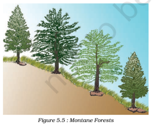 Natural Vegetation and Wildlife- Complete Guide For Class 9 Geography ...