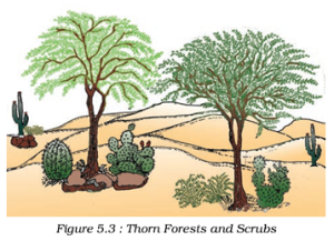Natural Vegetation and Wildlife- Complete Guide For Class 9 Geography ...
