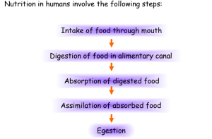 Life Processes - Complete Guide For Class 10 Science Chapter 5 - iPrep