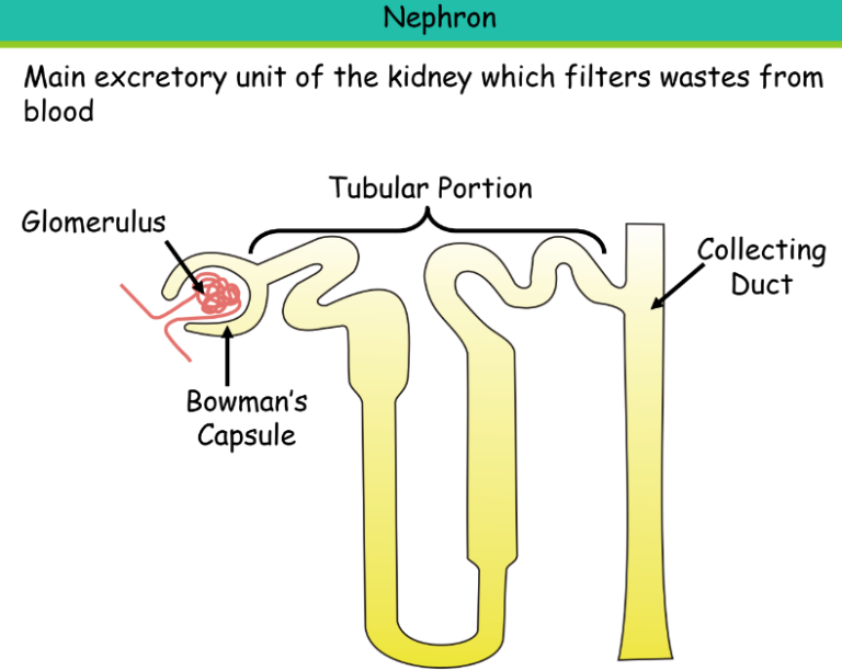 Life Processes - Complete Guide For Class 10 Science Chapter 5 - iPrep