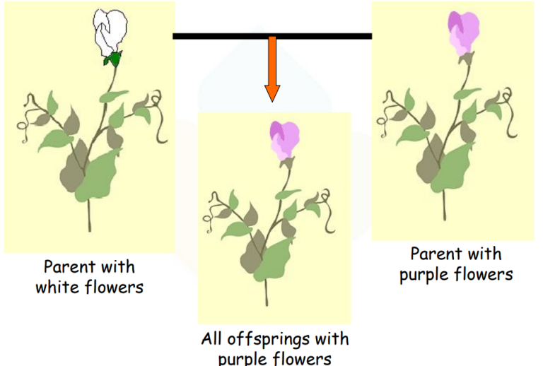 Heredity - Complete Guide For Class 10 Science Chapter 8 - iPrep