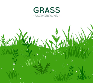 Getting to Know Plants - Complete Guide For Class 3 EVS Chapter 4 - iPrep