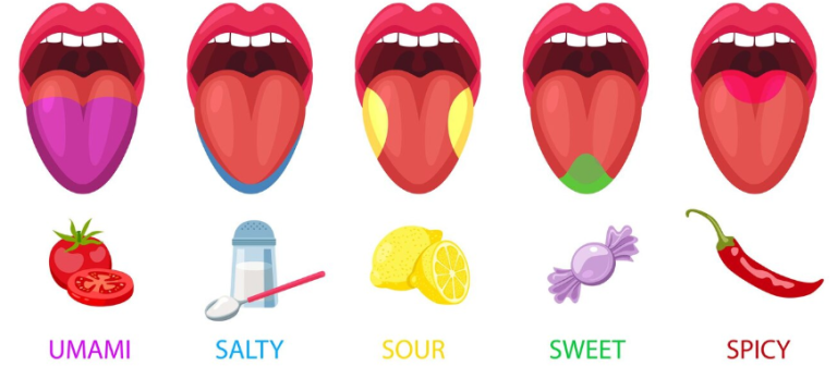 From Tasting To Digesting - Complete Guide For Class 5 EVS Chapter 3 ...